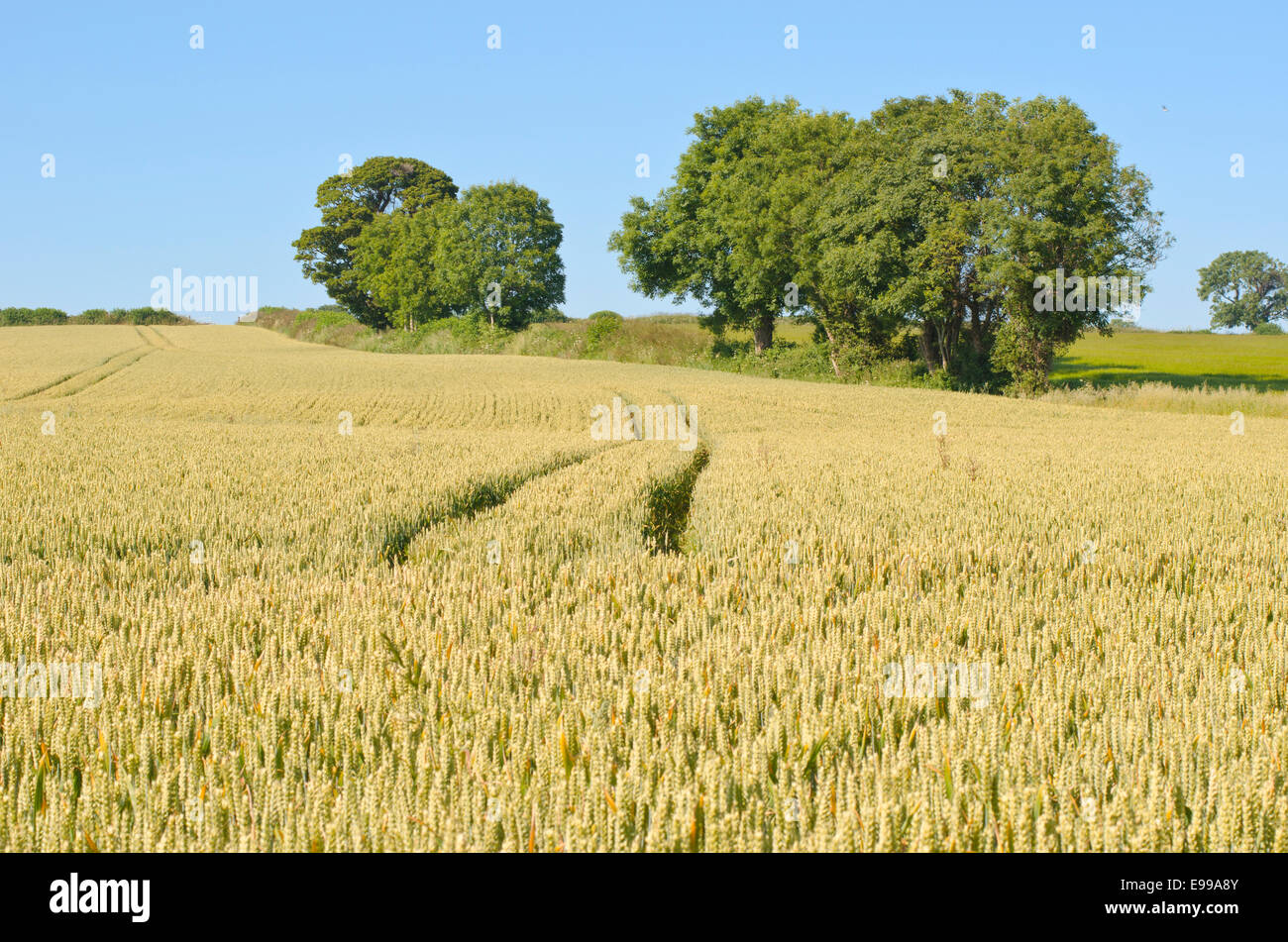 Irish wheat hi-res stock photography and images - Alamy
