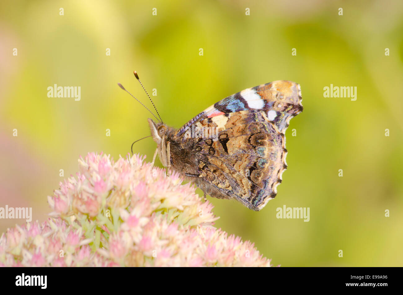 Proboscis flower hi-res stock photography and images - Alamy