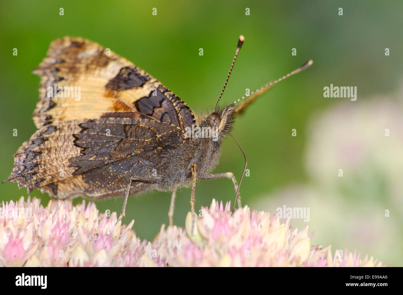 Butterfly with extended proboscis feeds on pink flower Stock Photo - Alamy