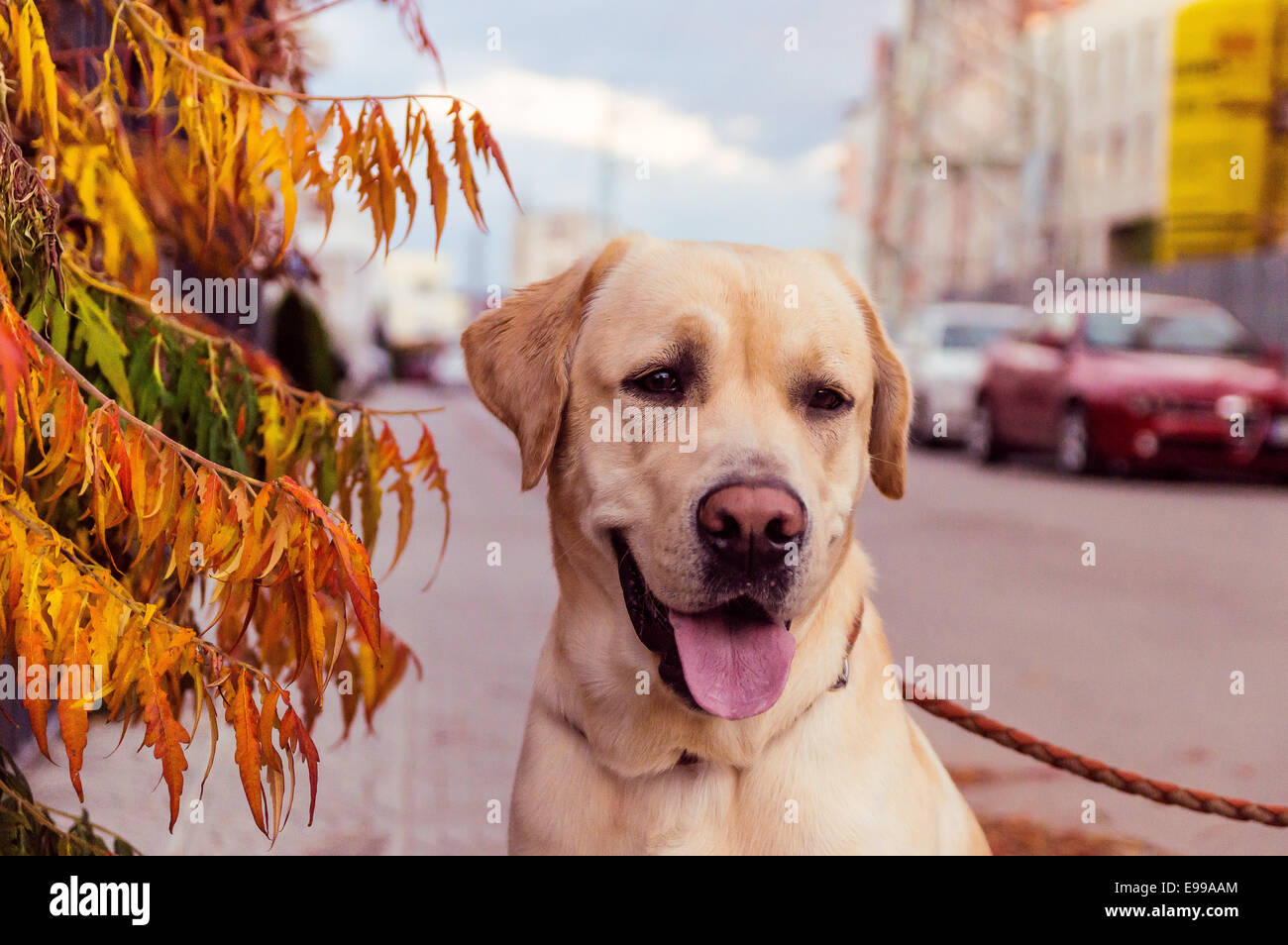 Yellow labrador dog pink nose hi-res stock photography and images - Alamy