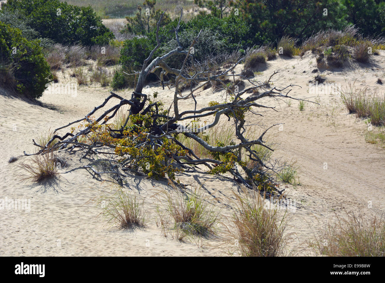 Dead tree and sand hi-res stock photography and images - Alamy