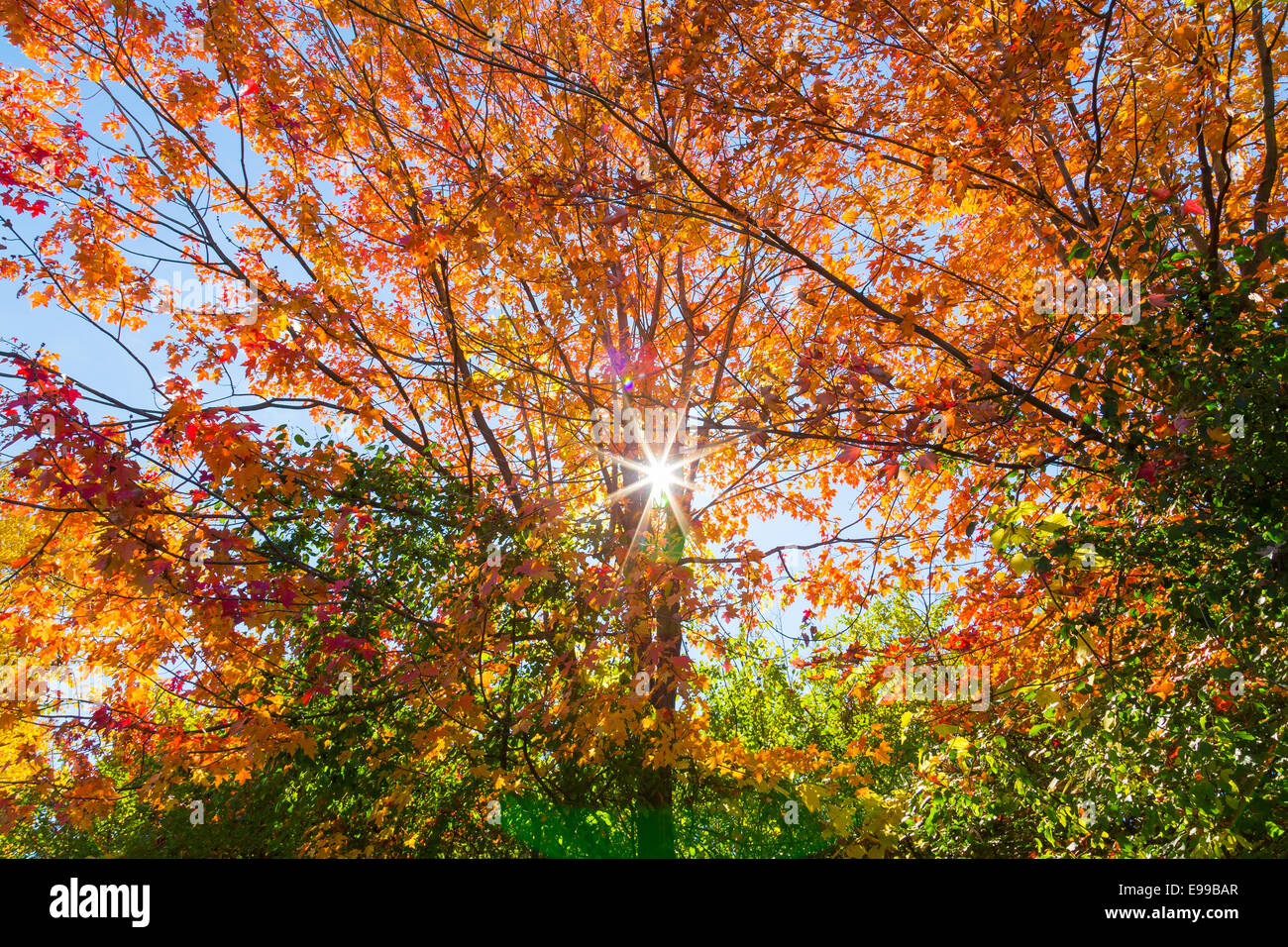 A tree in the Fall with the sun shining through Stock Photo - Alamy
