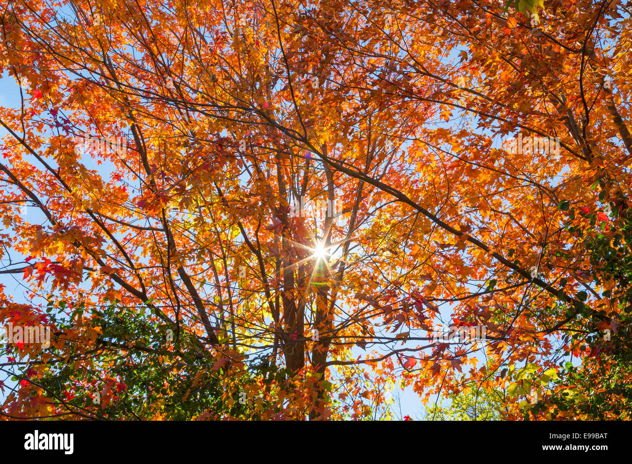 A tree in the Fall with the sun shining through Stock Photo - Alamy