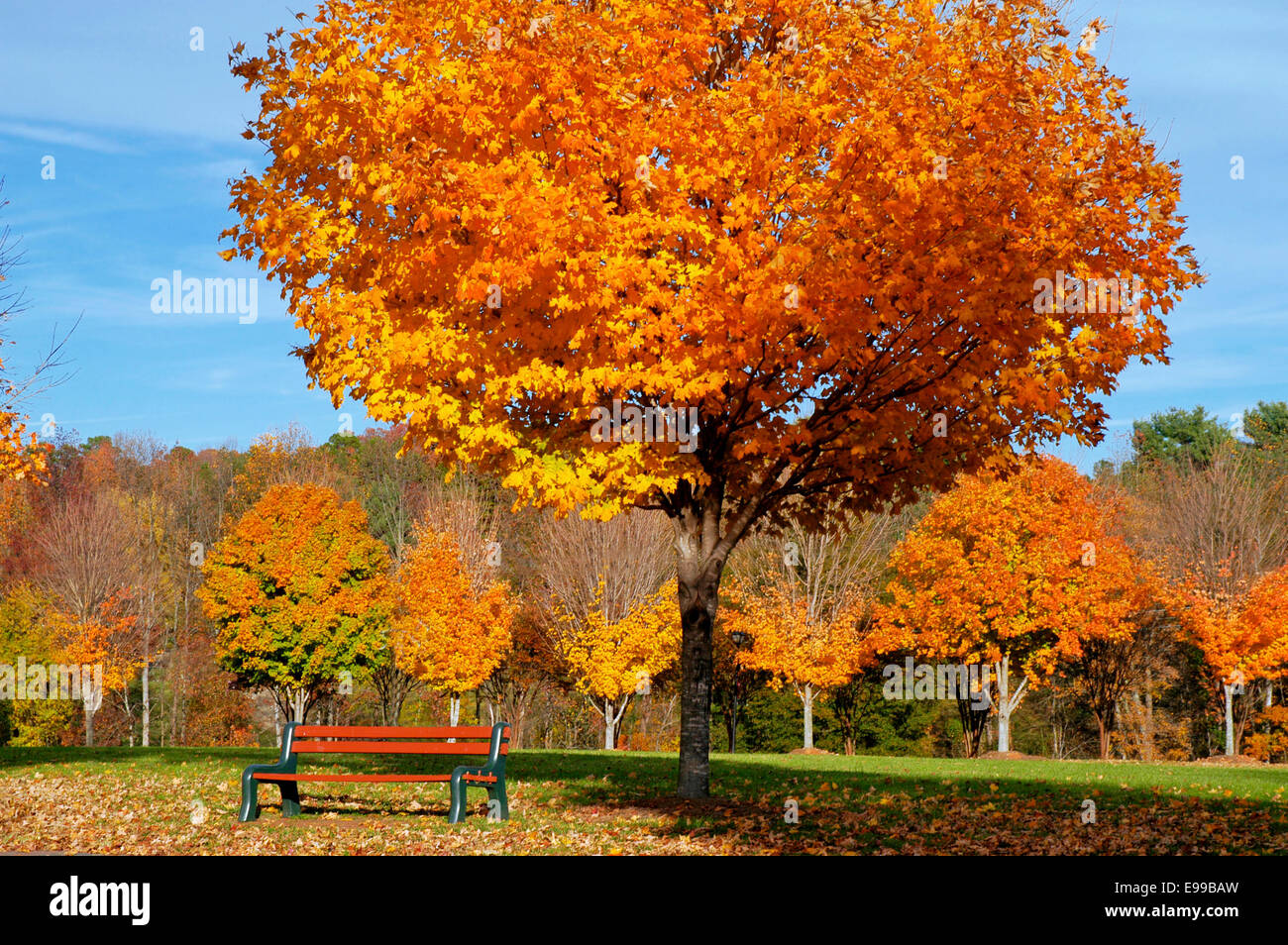 Spectacular Fall foliage in a park with a park bench under a tree ...
