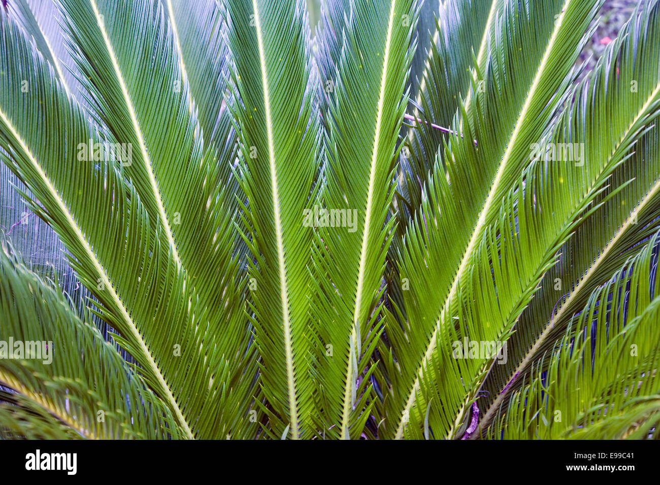 Native Papua New Guinea Plants High Resolution Stock Photography and ...