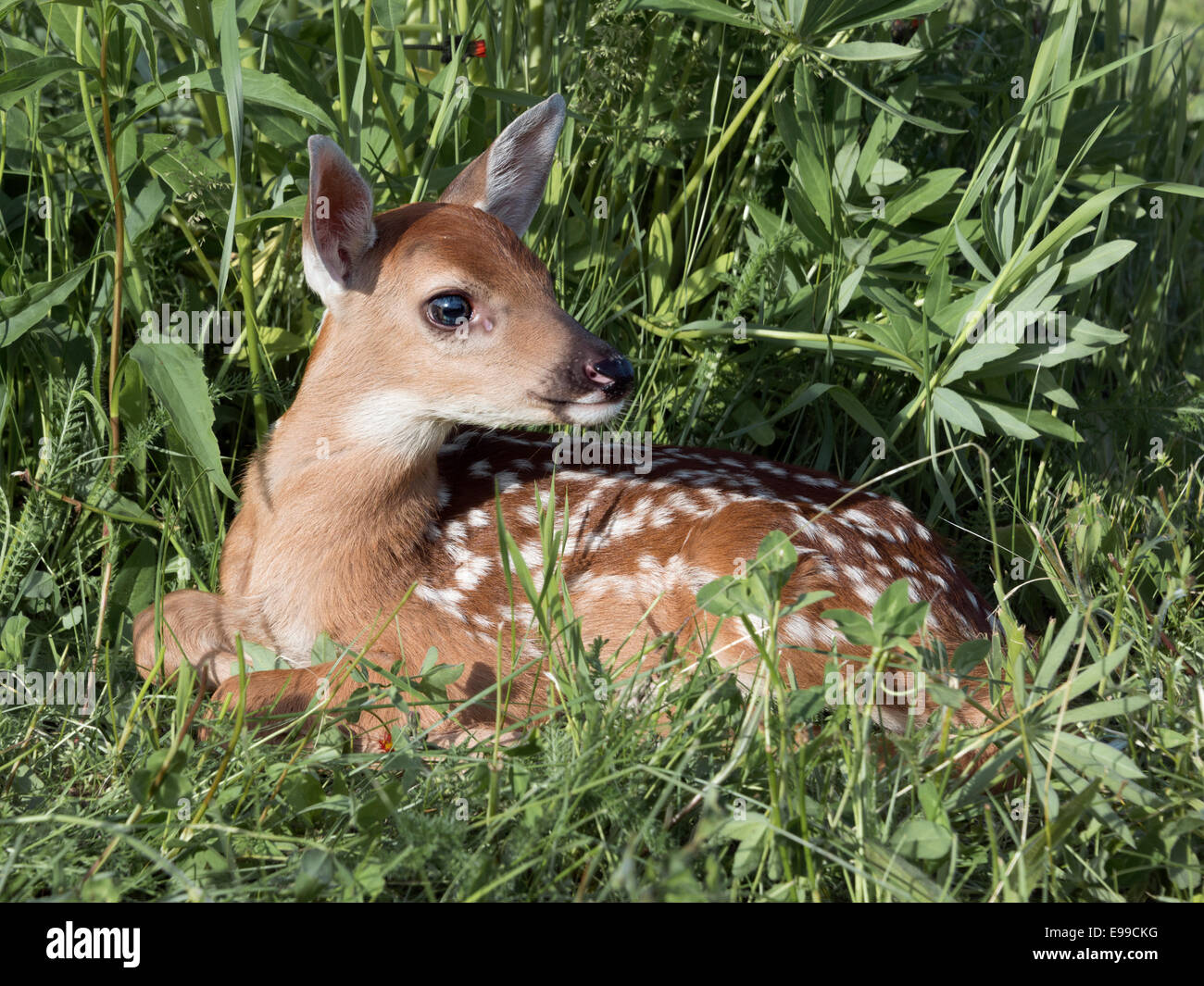 Alert fawn lying in a wildflower meadow, near Sandstone, Minnesota, USA ...