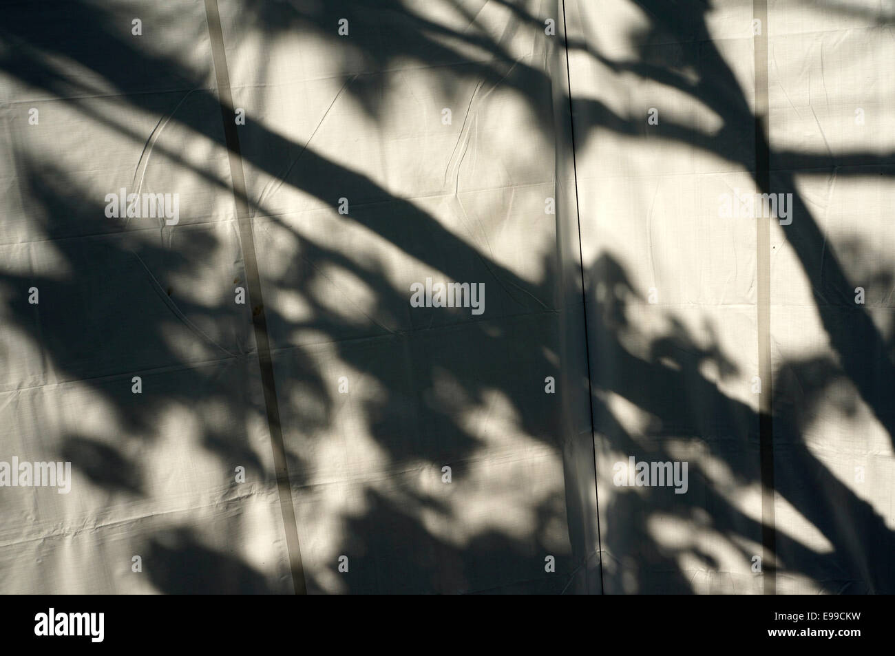 Tree branch shadows on a white canvass background Stock Photo - Alamy
