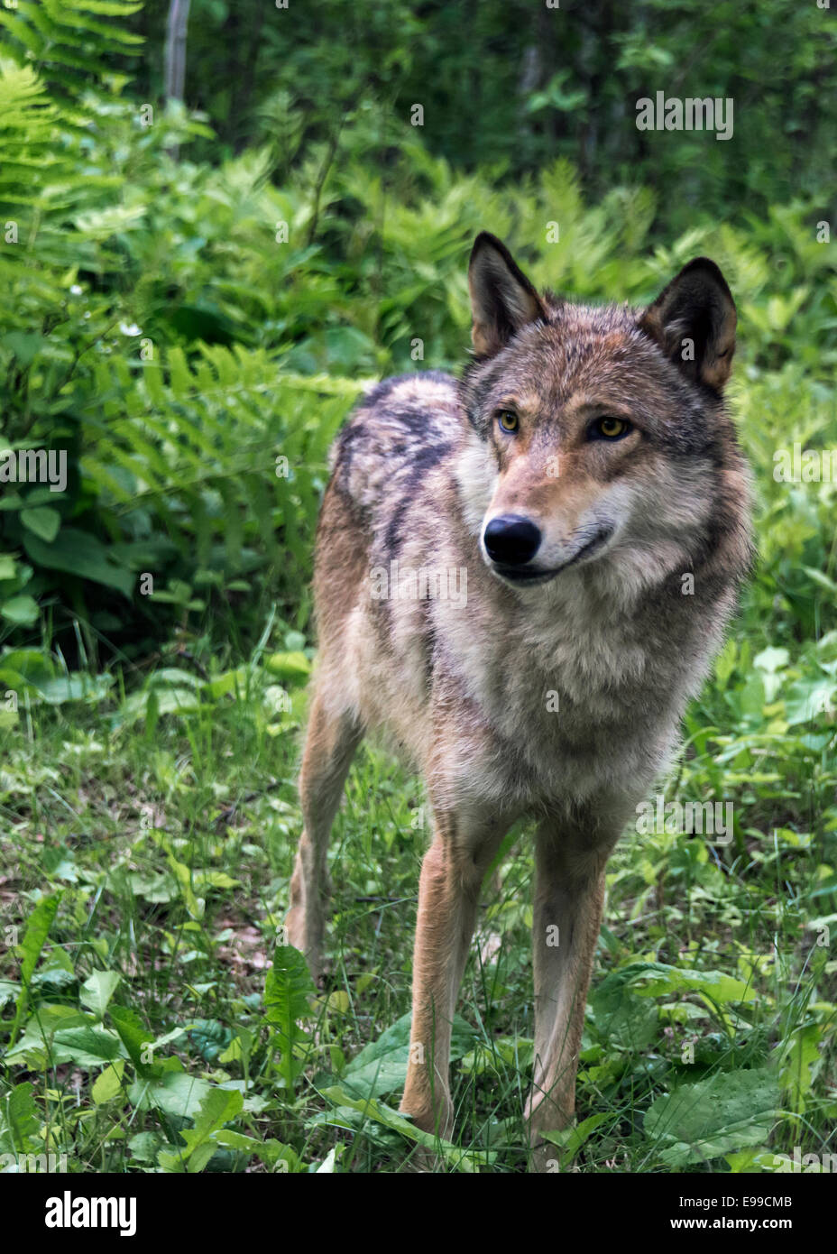Beautiful young gray wolf, near Sandstone, Minnesota, USA Stock Photo ...