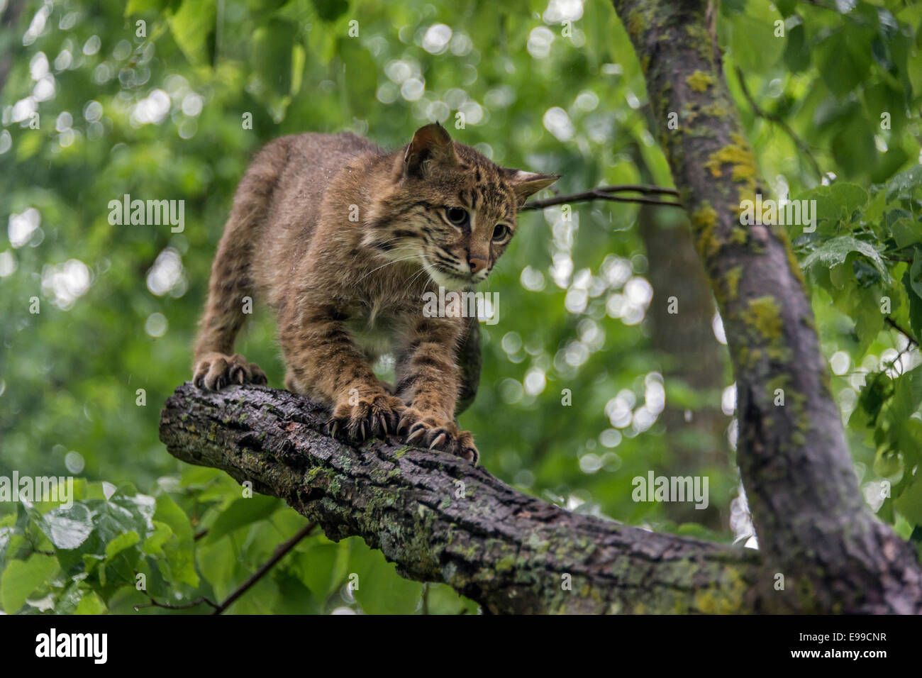 Bobcat sharpening claws hi-res stock photography and images - Alamy
