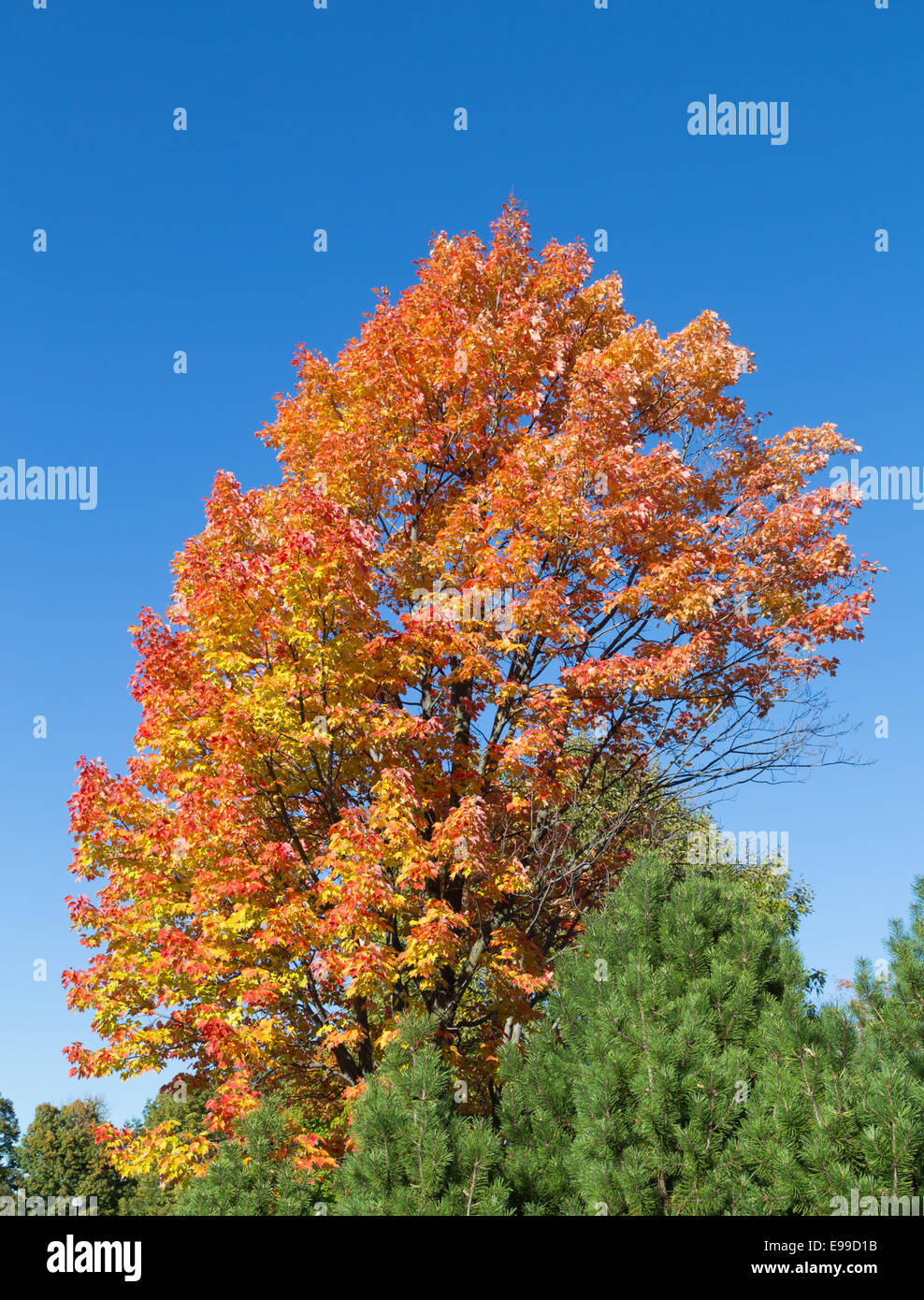 Maple Trees in the fall with copy space Stock Photo - Alamy