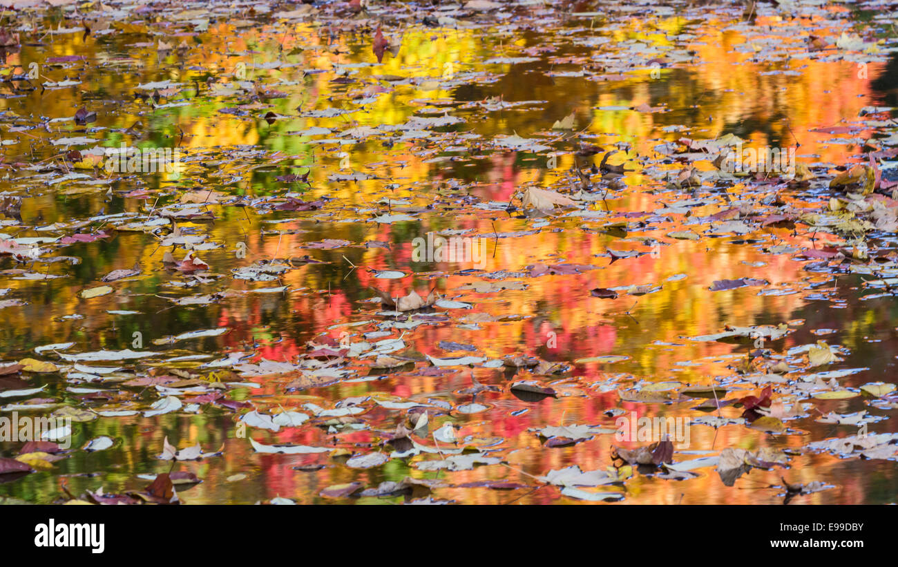 Autumn leaves float on the surface of water with colorful trees reflected behind in Prospect ...
