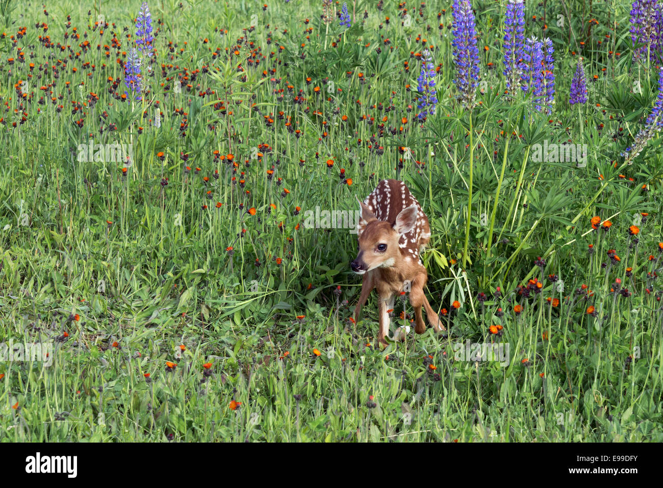 Fawn getting up on its feet in a wildflower meadow, near Sandstone ...