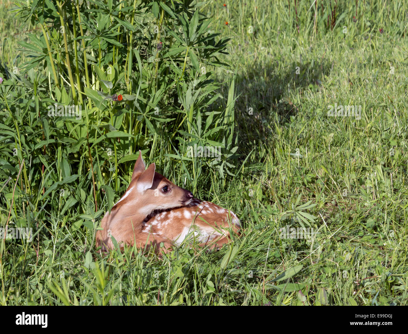 Fawn lying in the grass, near Sandstone, Minnesota, USA Stock Photo - Alamy