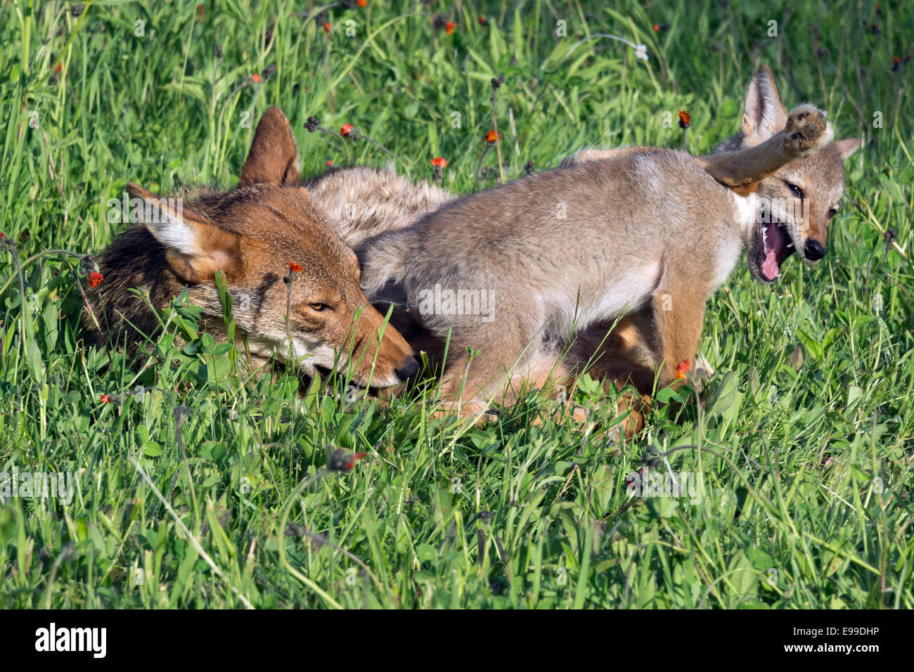 Female coyote and pup at play, near Sandstone, Minnesota, USA Stock ...