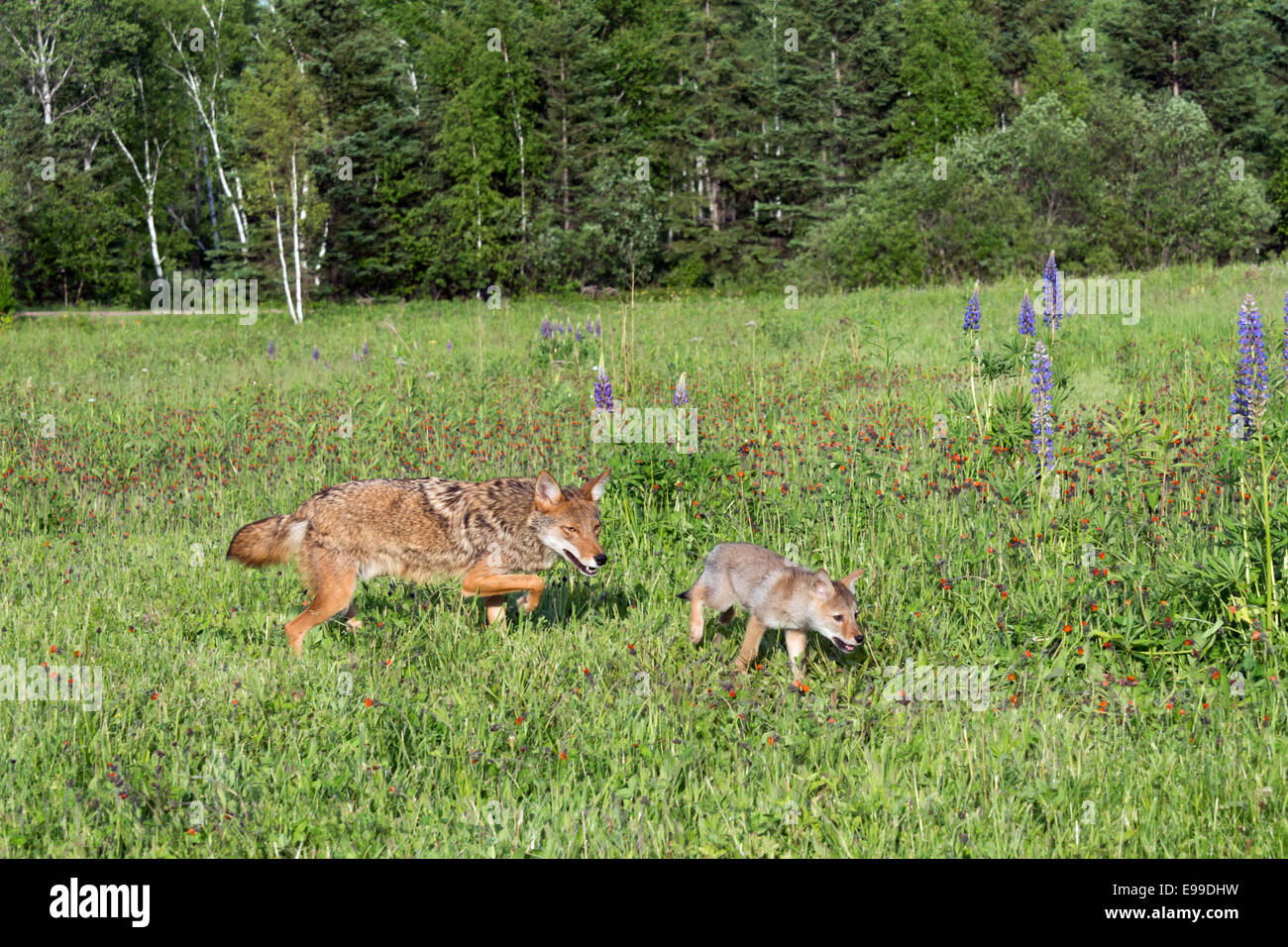 Female coyote and pup, near Sandstone, Minnesota, USA Stock Photo - Alamy