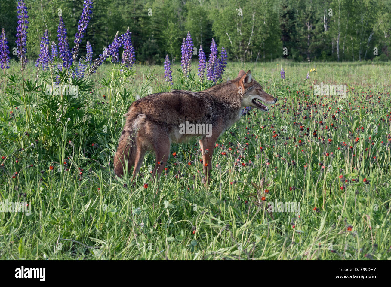 Female coyote in the wildflowers, near Sandstone, Minnesota, USA Stock ...