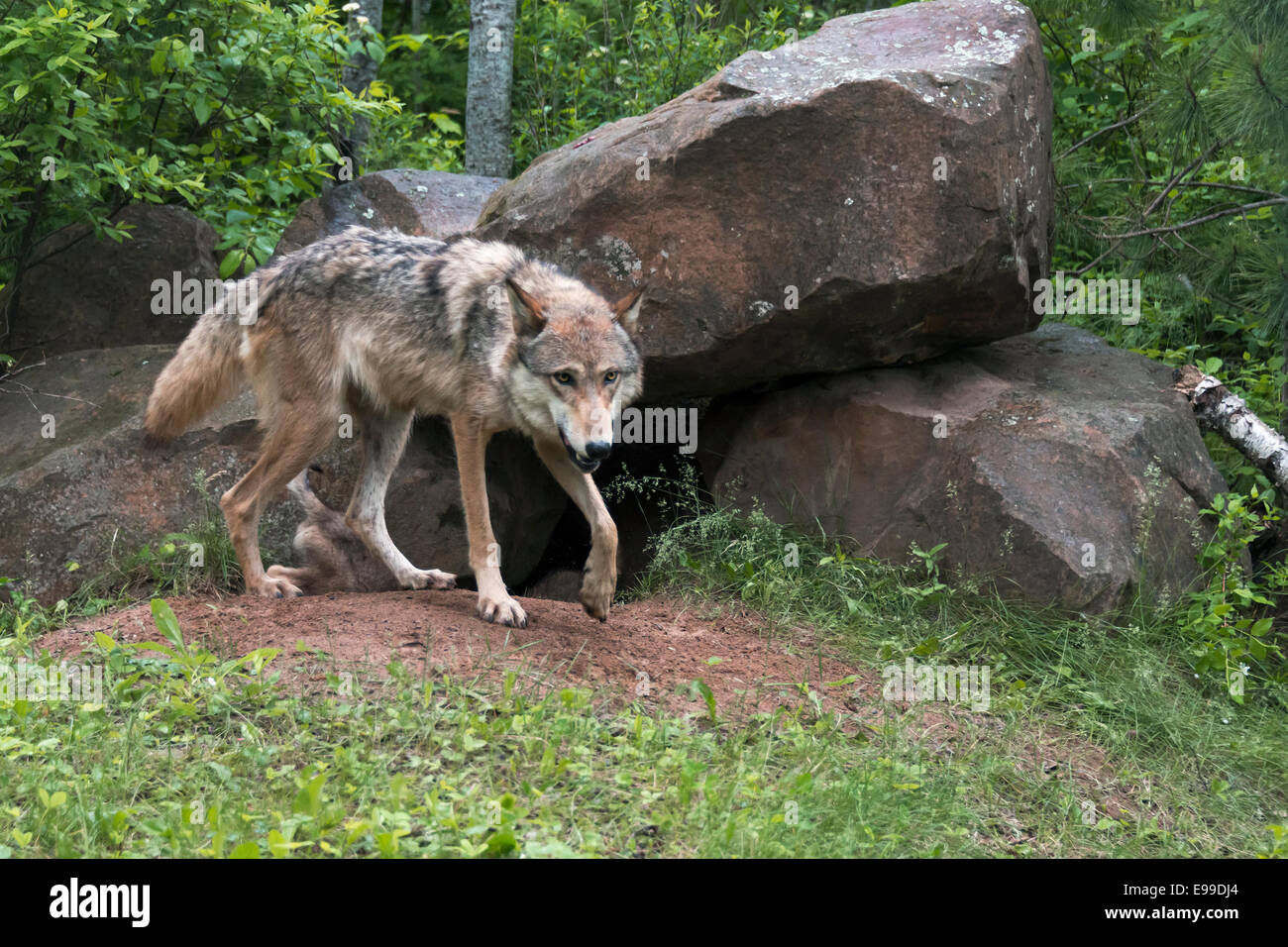 Gray wolf with cub diving into den, near Sandstone, Minnesota, USA ...