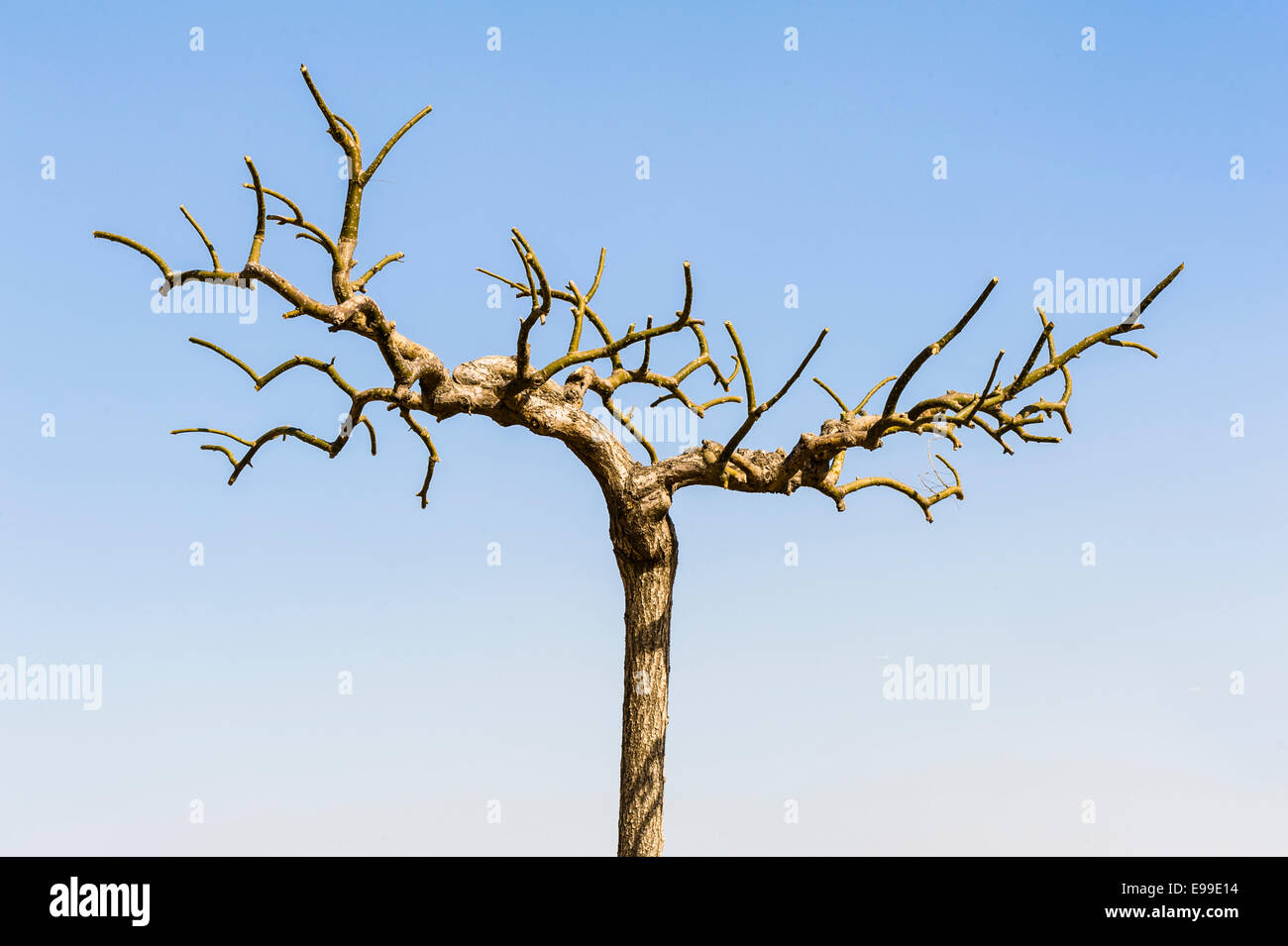 Bared tree in outdoor Stock Photo - Alamy