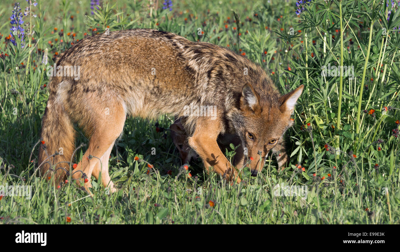 Taking time to smell the flower, coyote and pup near Sandstone ...