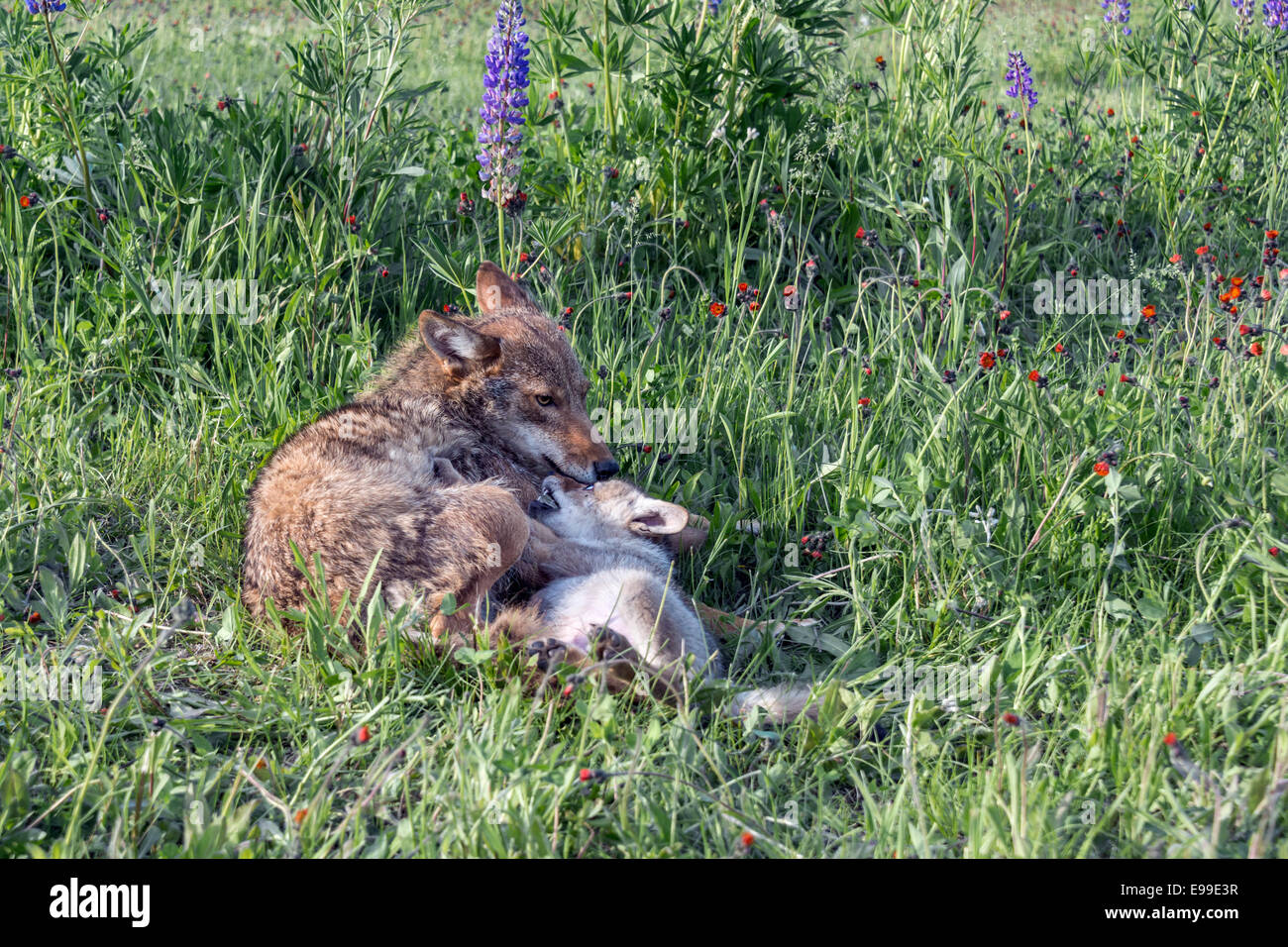 Time out for play, coyote and pup near Sandstone, Minnesota, USA Stock ...