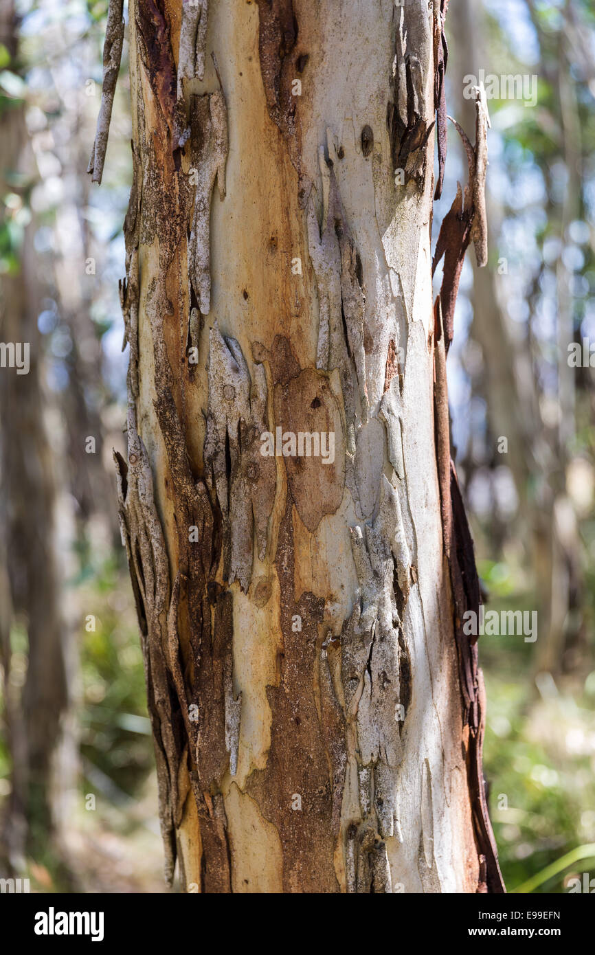 Eucalyptus bark hi-res stock photography and images - Alamy
