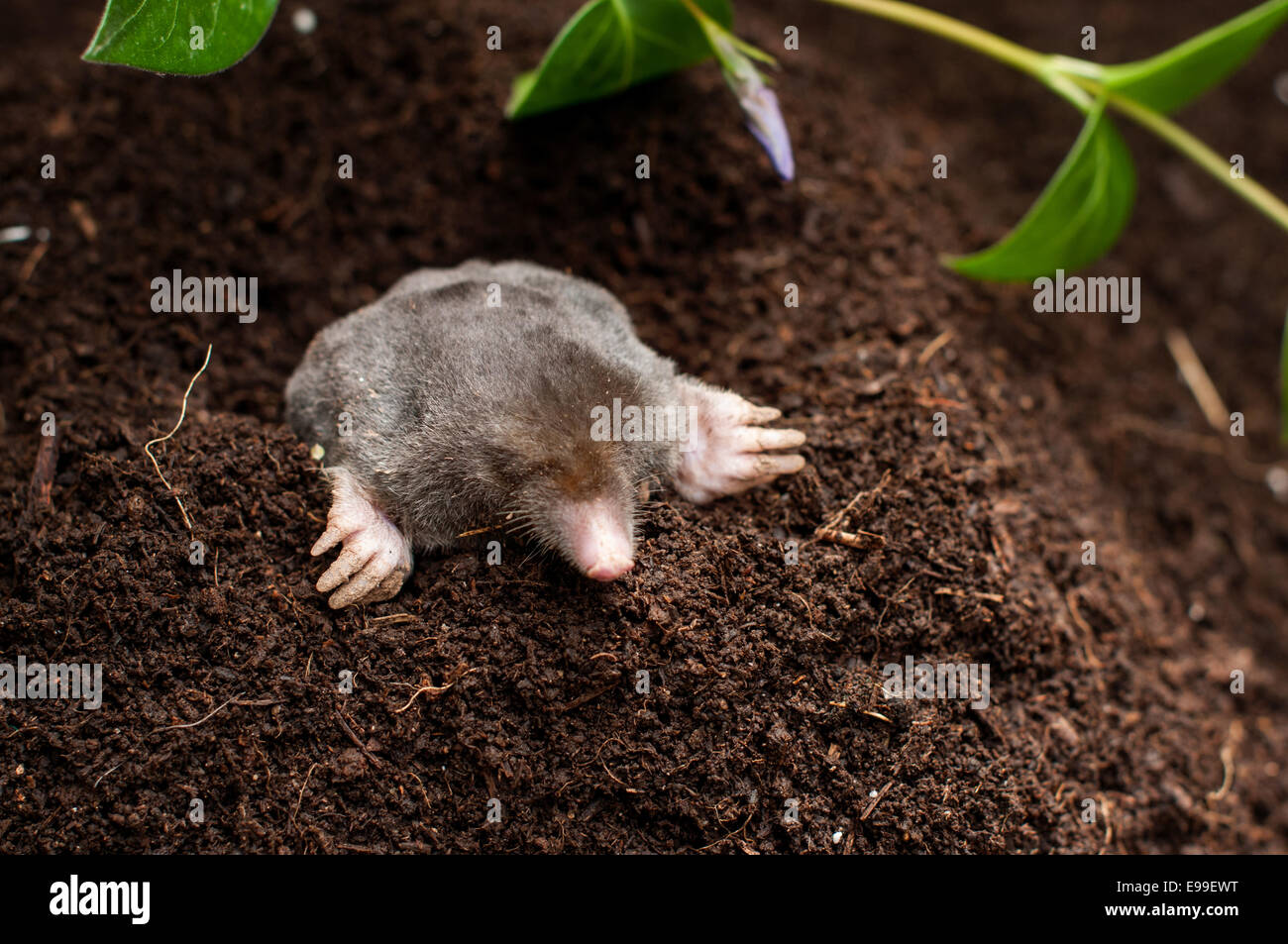 Plants That Moles Eat