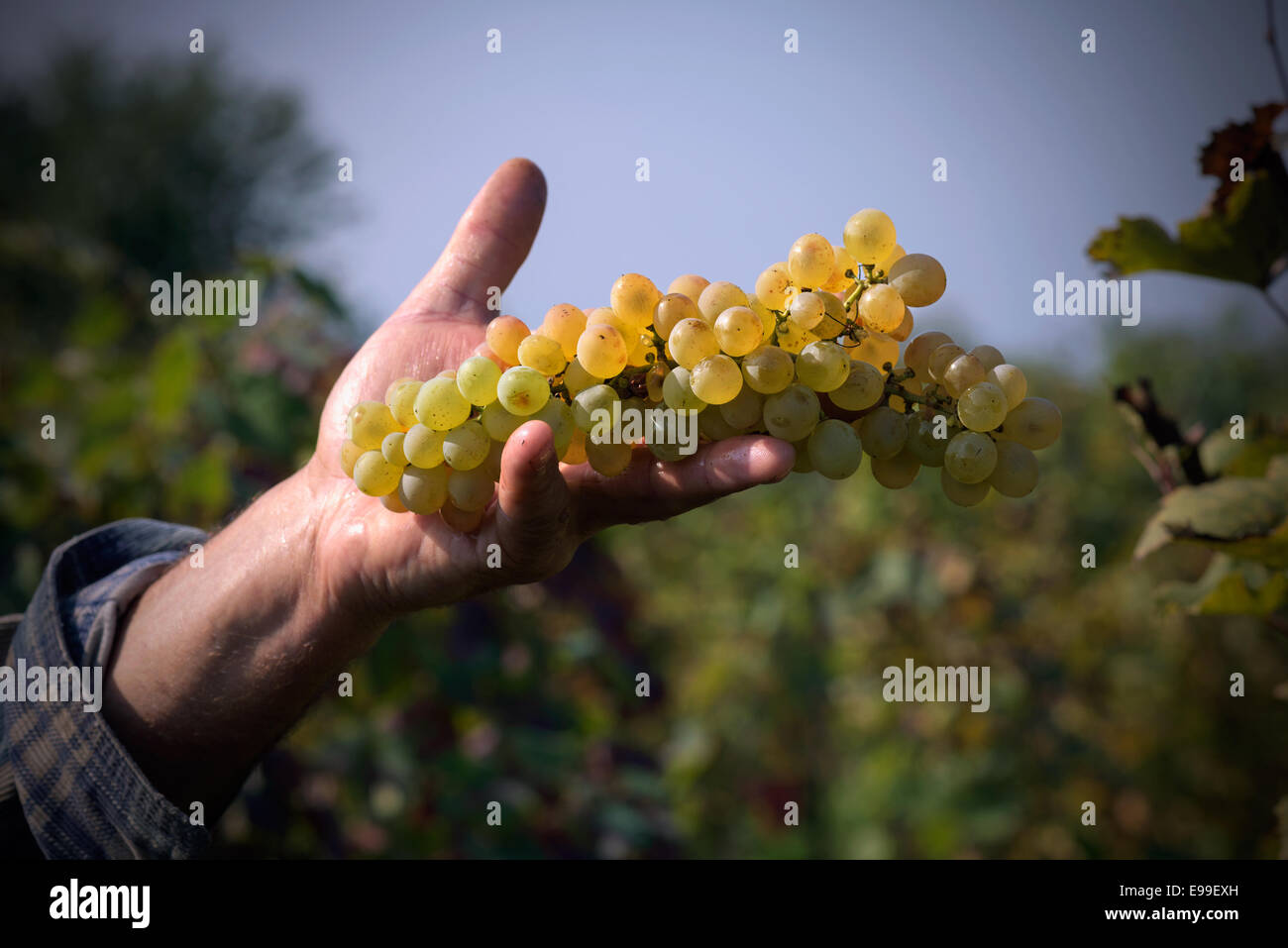 A handful of white grapes in hand Stock Photo - Alamy