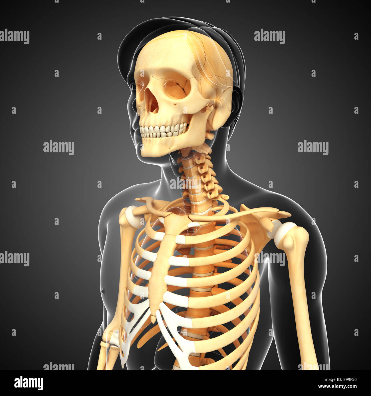 Illustration of human front view skeleton Stock Photo - Alamy