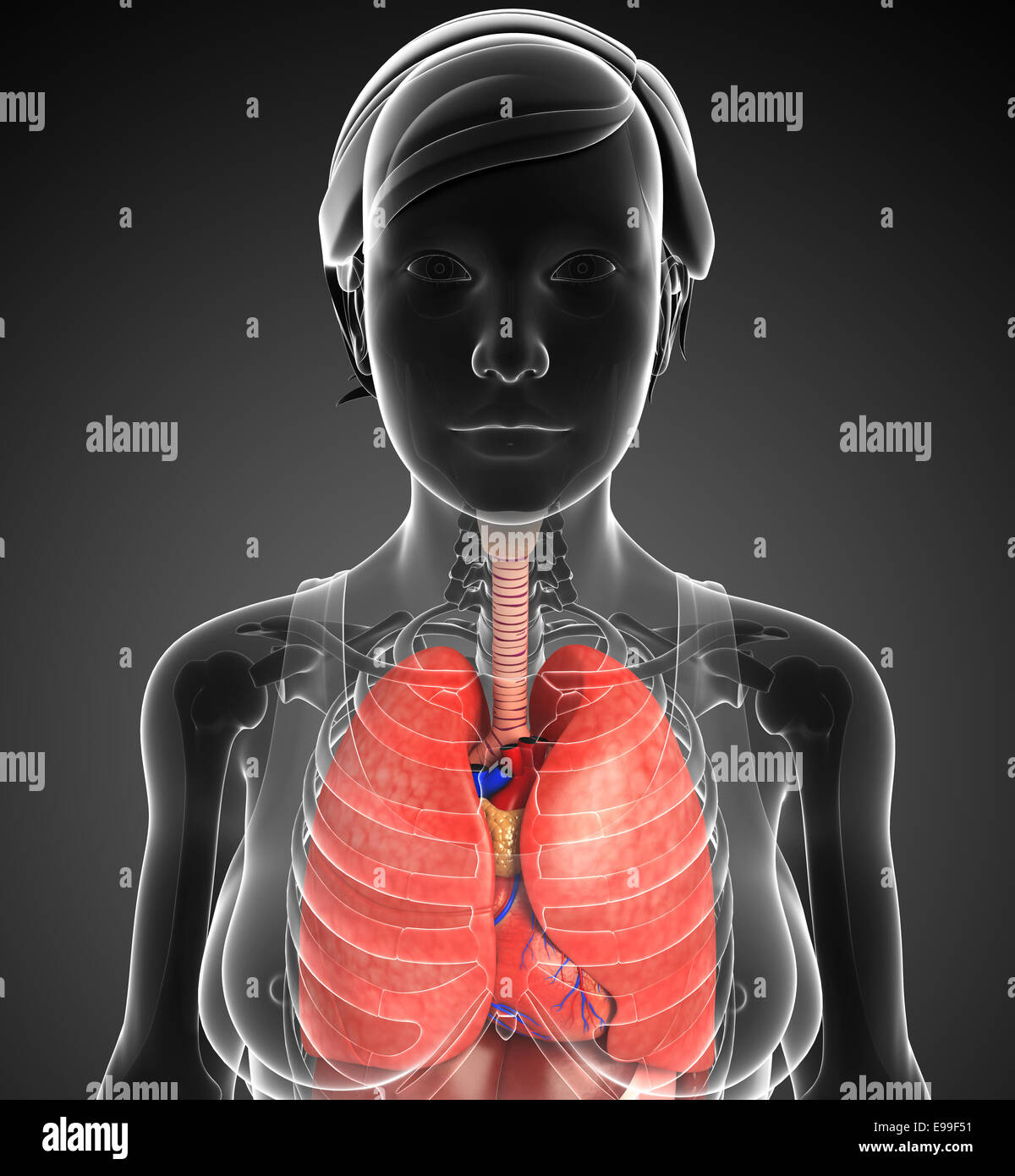 Illustration of female respiratory system Stock Photo - Alamy