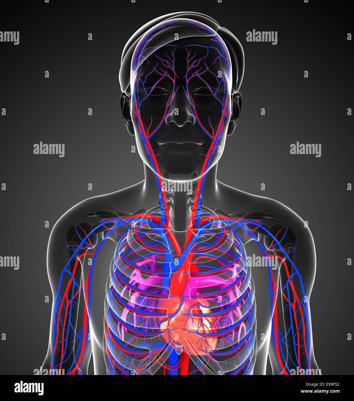 Illustration of Male heart circulatory system Stock Photo - Alamy