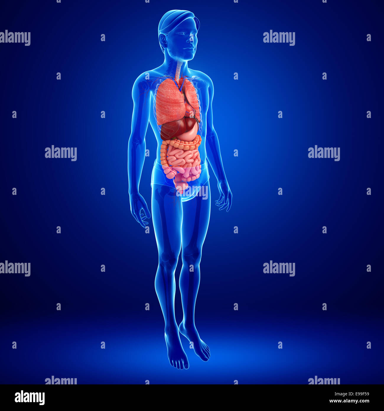 Illustration of male digestive system artwork Stock Photo - Alamy