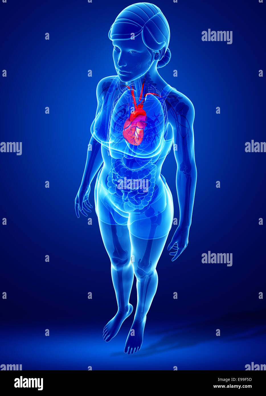 Illustration of Female heart anatomy Stock Photo - Alamy