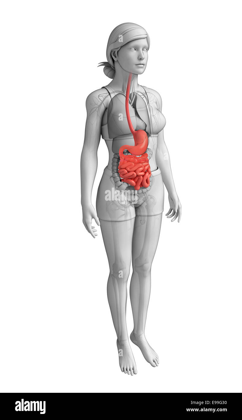 Illustration of female small intestine anatomy Stock Photo - Alamy