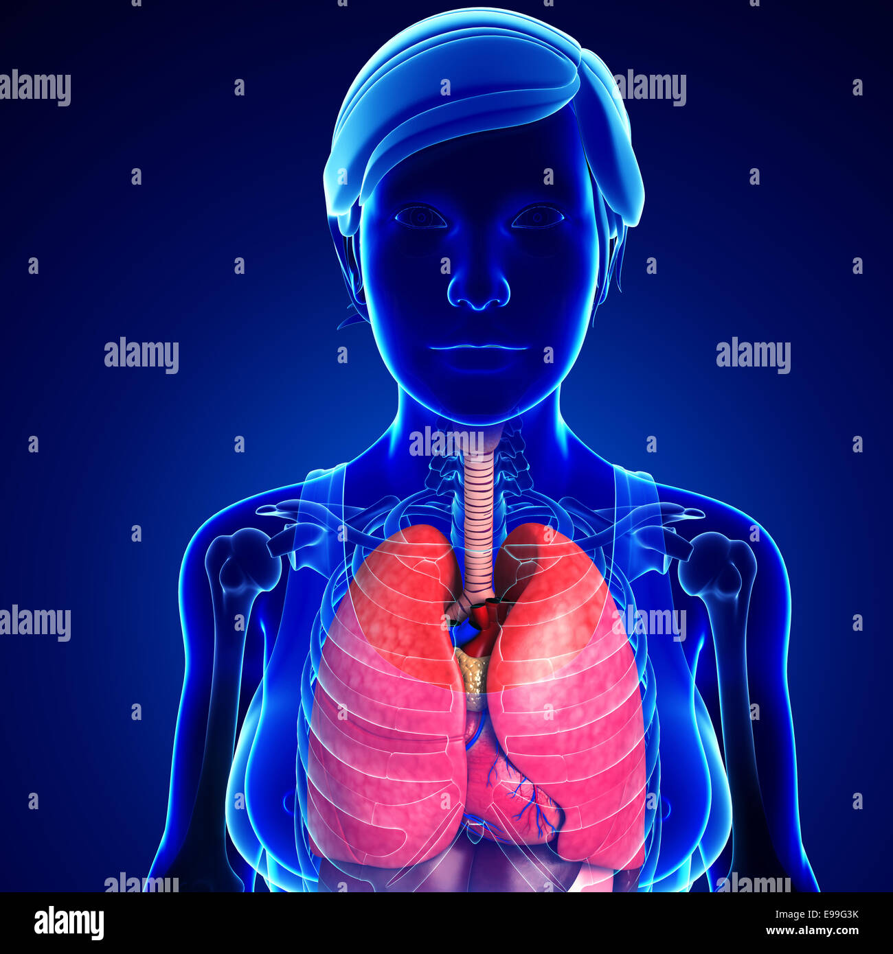 Organs of the respiratory system hi-res stock photography and images ...