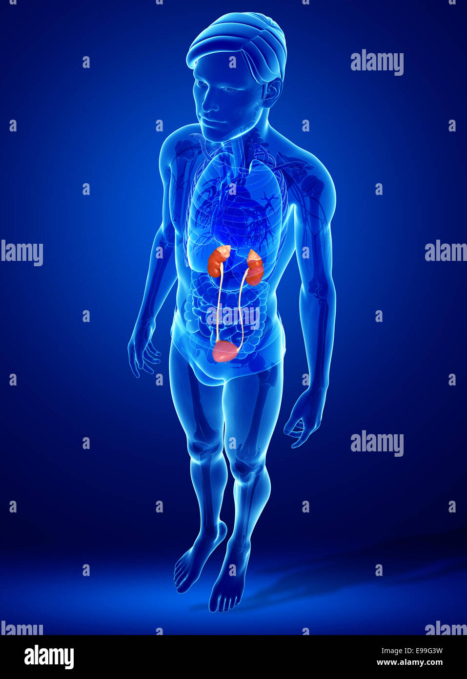 Illustration of Male urinary system Stock Photo - Alamy