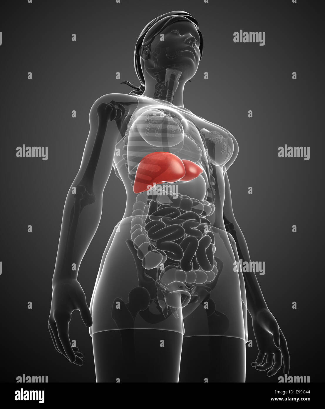 Illustration of Female liver anatomy Stock Photo - Alamy