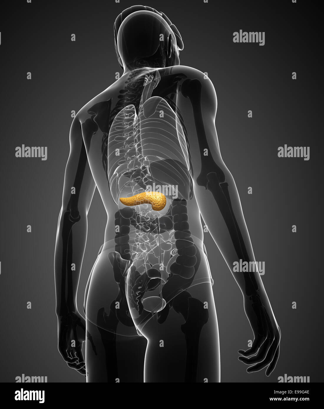 Illustration of male pancreas anatomy Stock Photo - Alamy