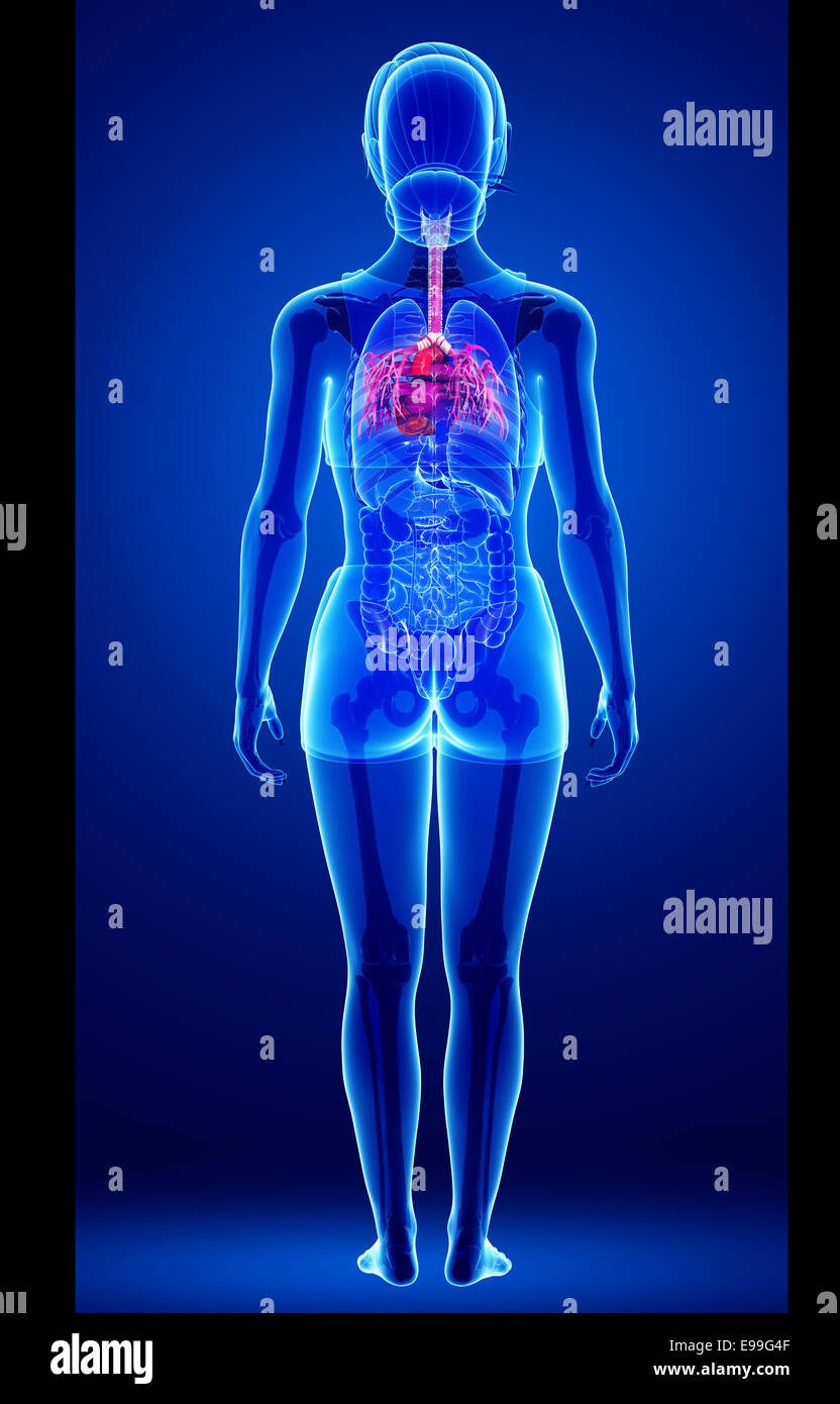 Female heart valves and anatomy hi-res stock photography and images - Alamy