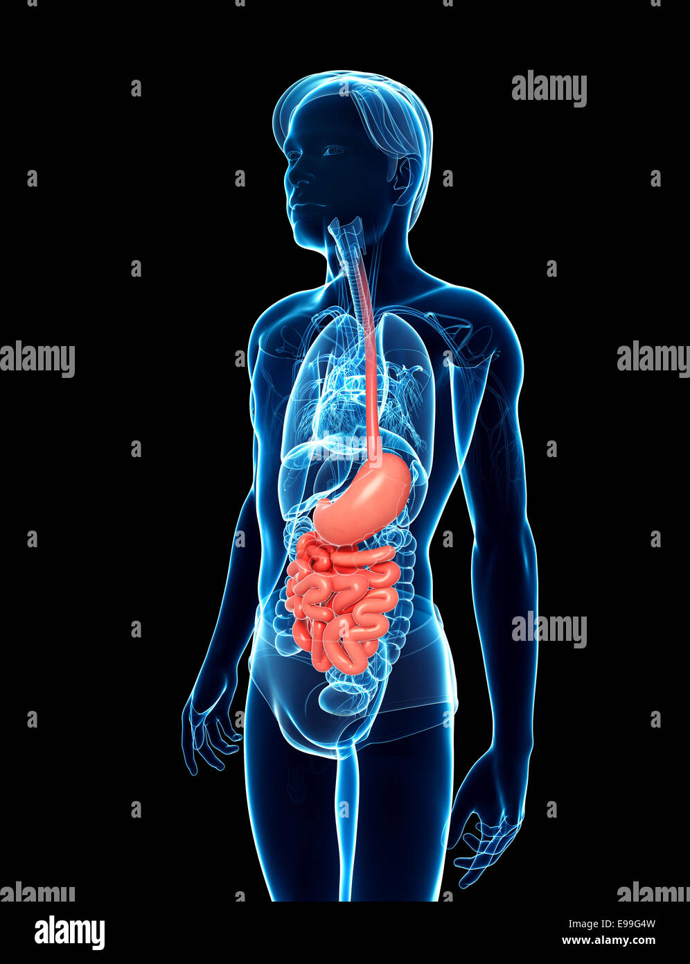 Illustration of male small intestine anatomy Stock Photo - Alamy