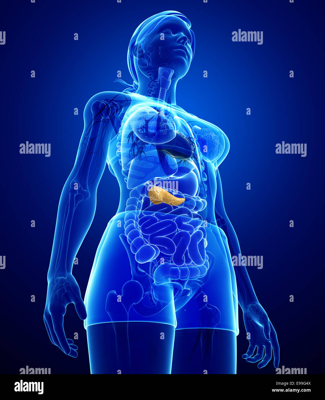 Pancreatic duct cells hi-res stock photography and images - Alamy