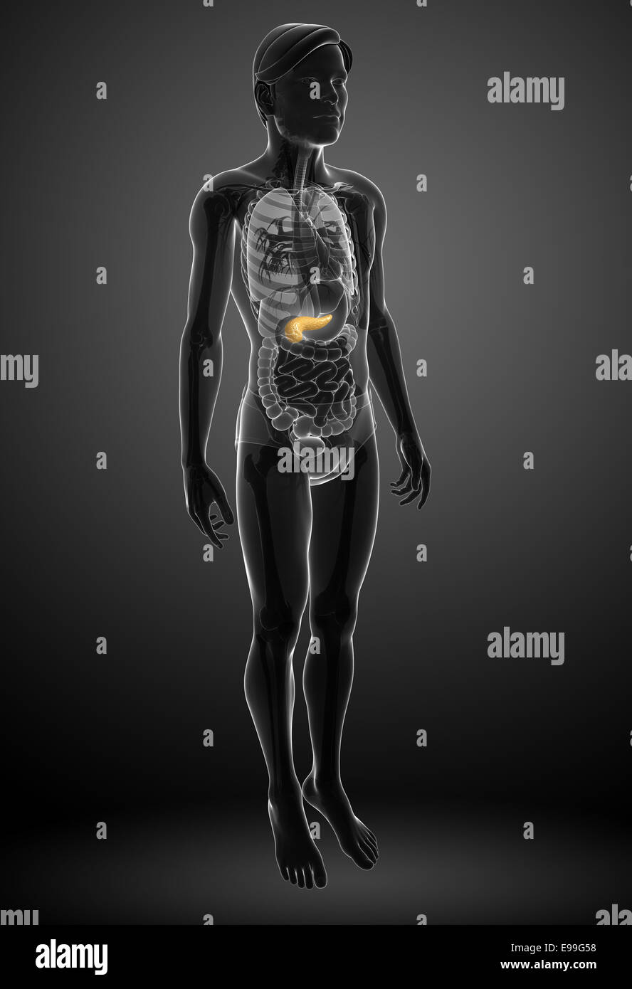 Illustration of male pancreas anatomy Stock Photo - Alamy