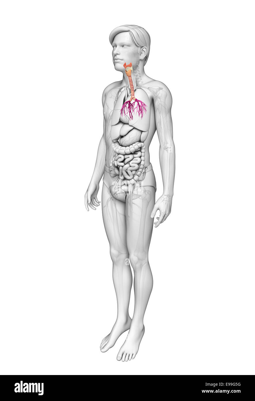 Illustration of male throat anatomy Stock Photo - Alamy