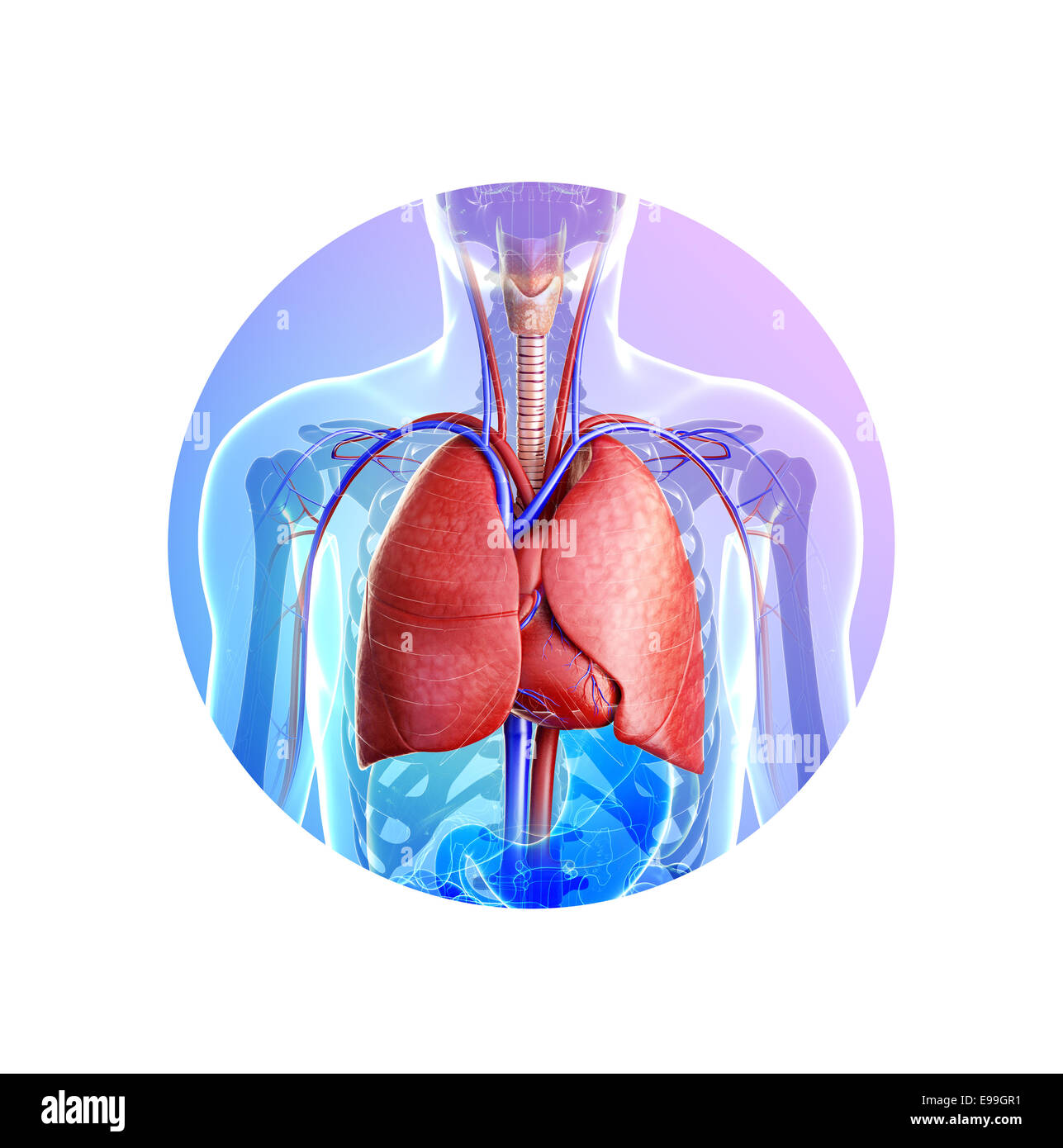 Illustration of male lungs anatomy Stock Photo - Alamy