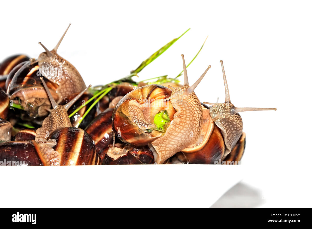 Snails food meal dinner lunch hi-res stock photography and images - Alamy