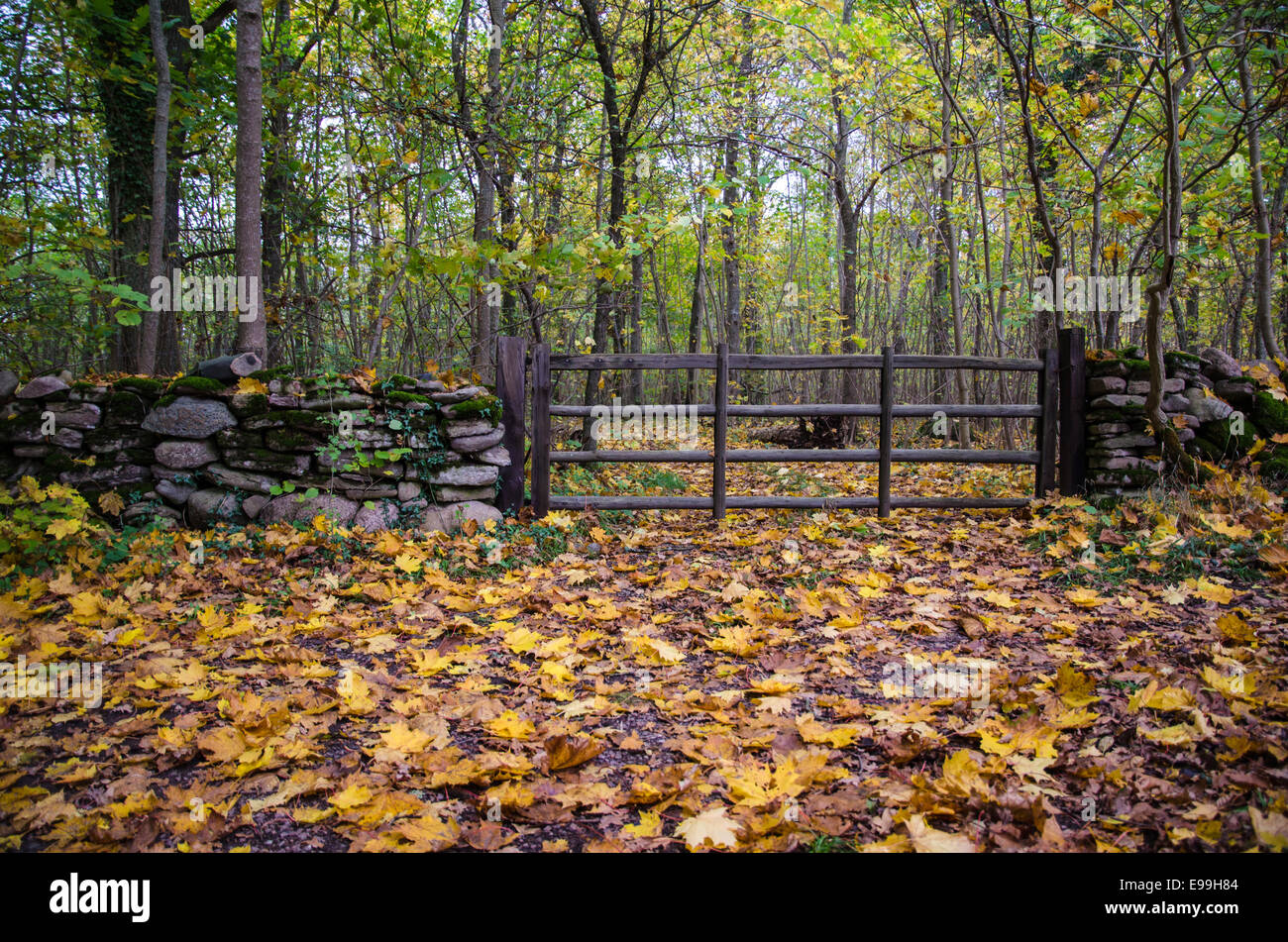 Old wooden gate in a forest with colorful leaves at autumn Stock Photo ...