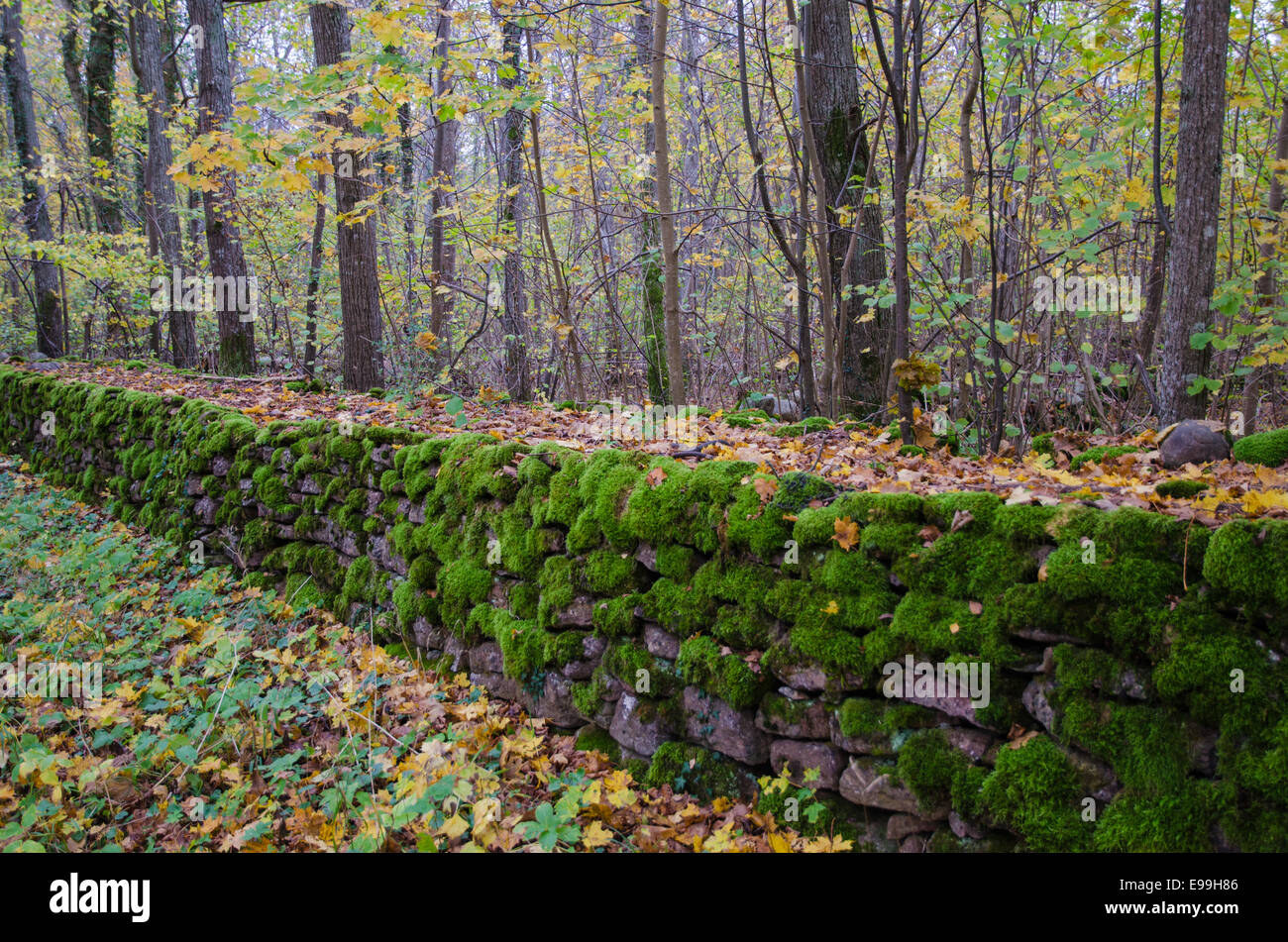 Stonewall in forest hi-res stock photography and images - Alamy