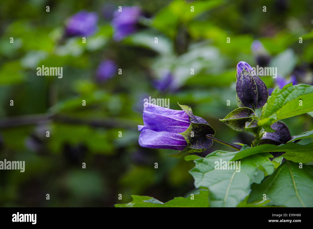 Blue physalis hi-res stock photography and images - Alamy