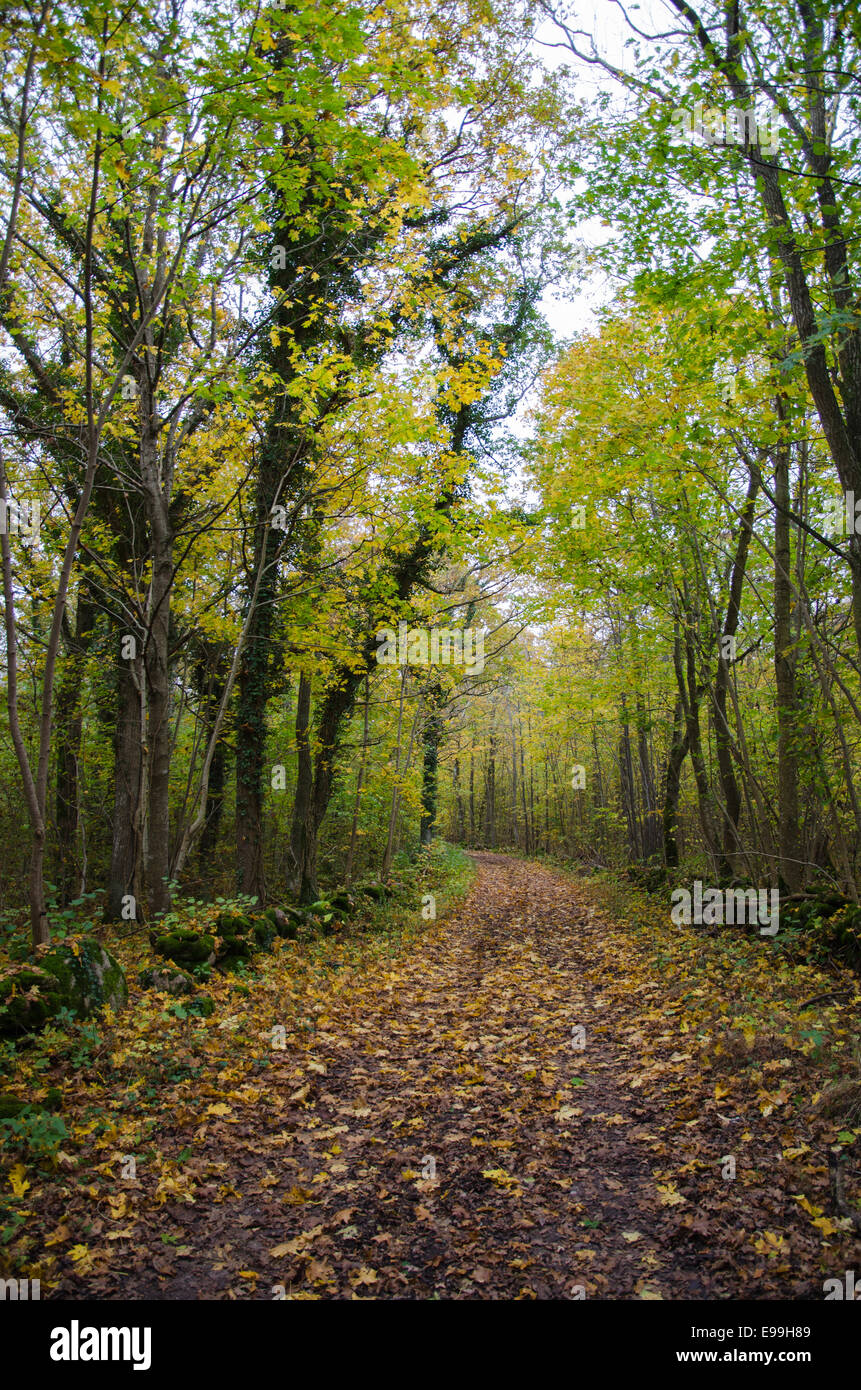 Country road with leaves and trees in fall colors Stock Photo - Alamy