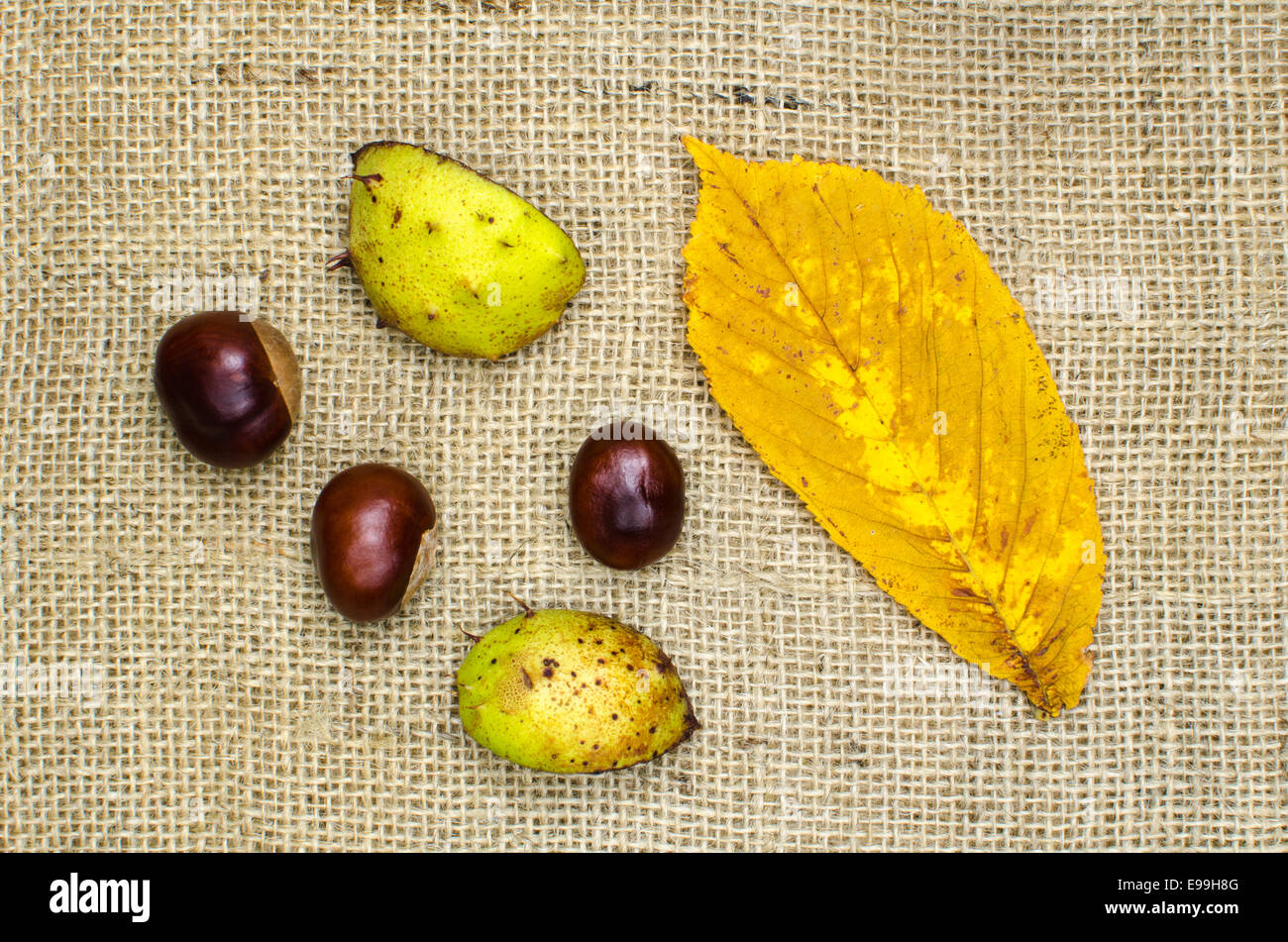 Sweet chestnuts decoration with skin and leaf at a burlap background ...