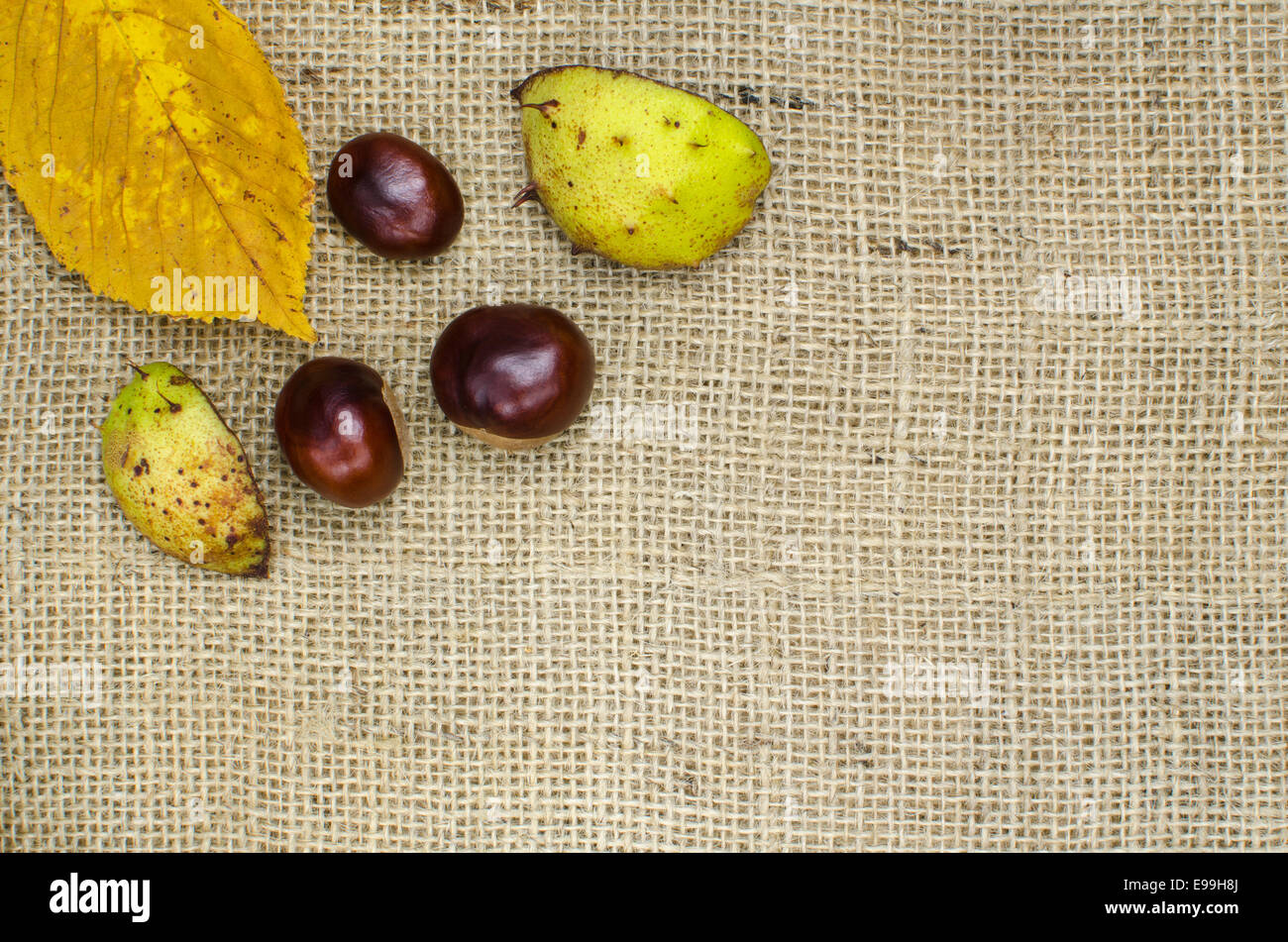 Sweet chestnuts decoration with skin and leaf at a burlap background ...